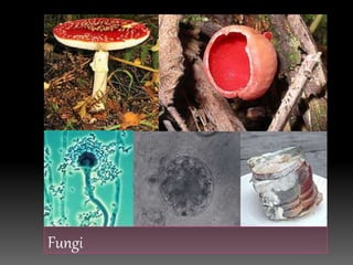 Commercial use of microorganisms | PPTX