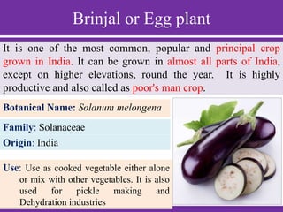 Commercial vegetable production of brinjal and chilli | PPTX