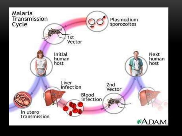 Communicable diseases malariya | PPTX | Infectious Diseases | Diseases and Conditions