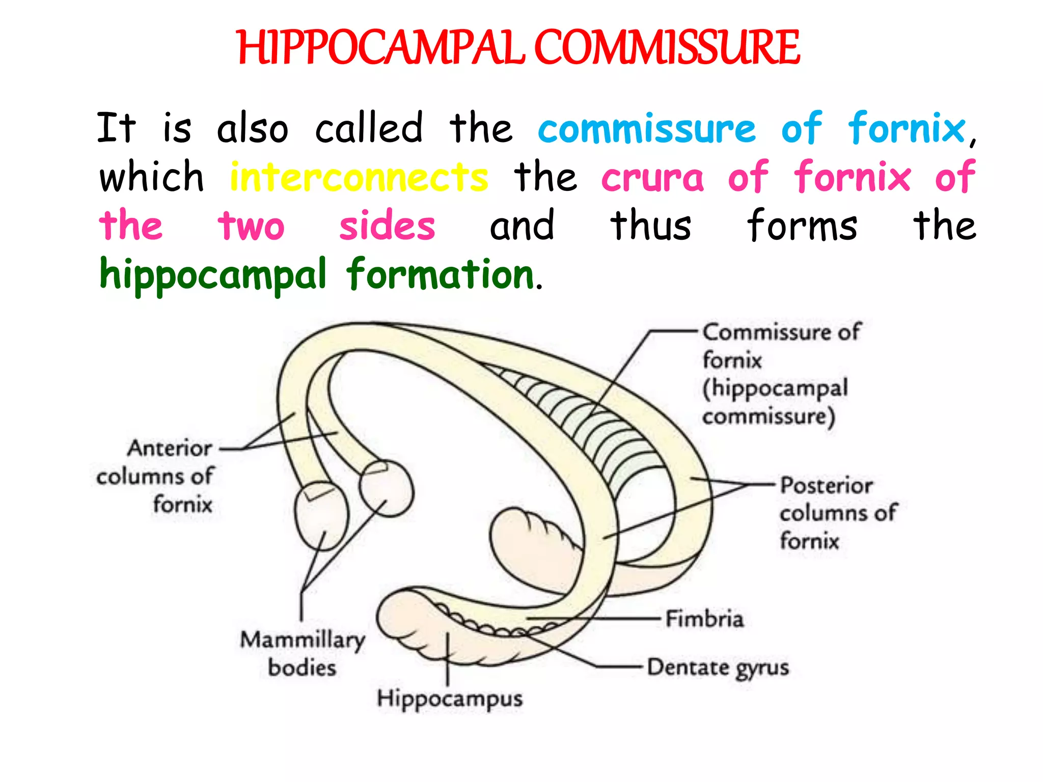 Commissural fibres | PPTX