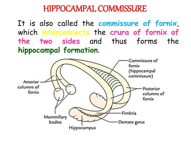 Commissural fibres | PPTX