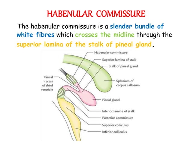 Commissural fibres | PPTX