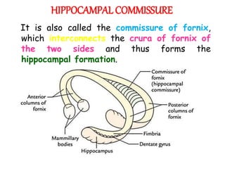 Commissural fibres | PPT