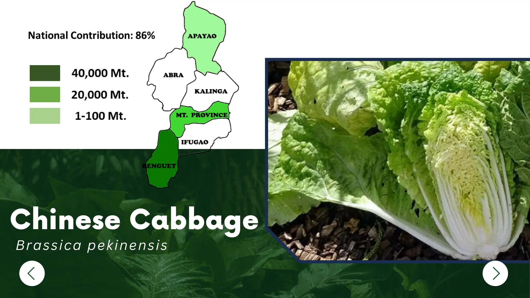 Commodity Profile in the CAR Philippines PDF.pdf