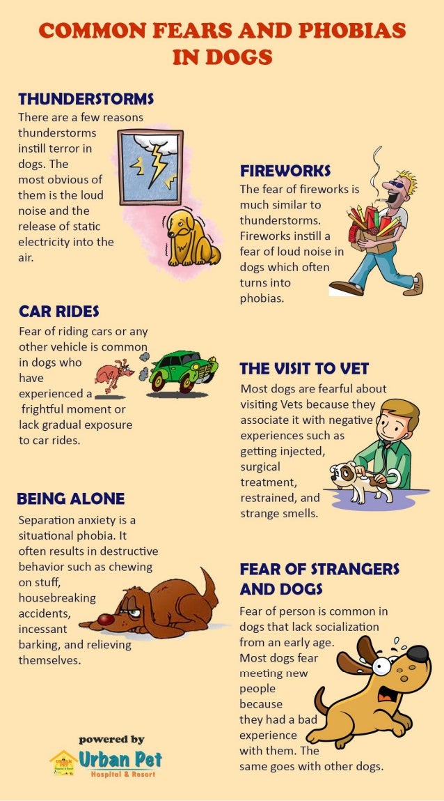 How Common Is A Fear Of Dogs