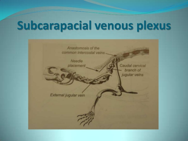 Common Problems of Tortoises SDT&TS