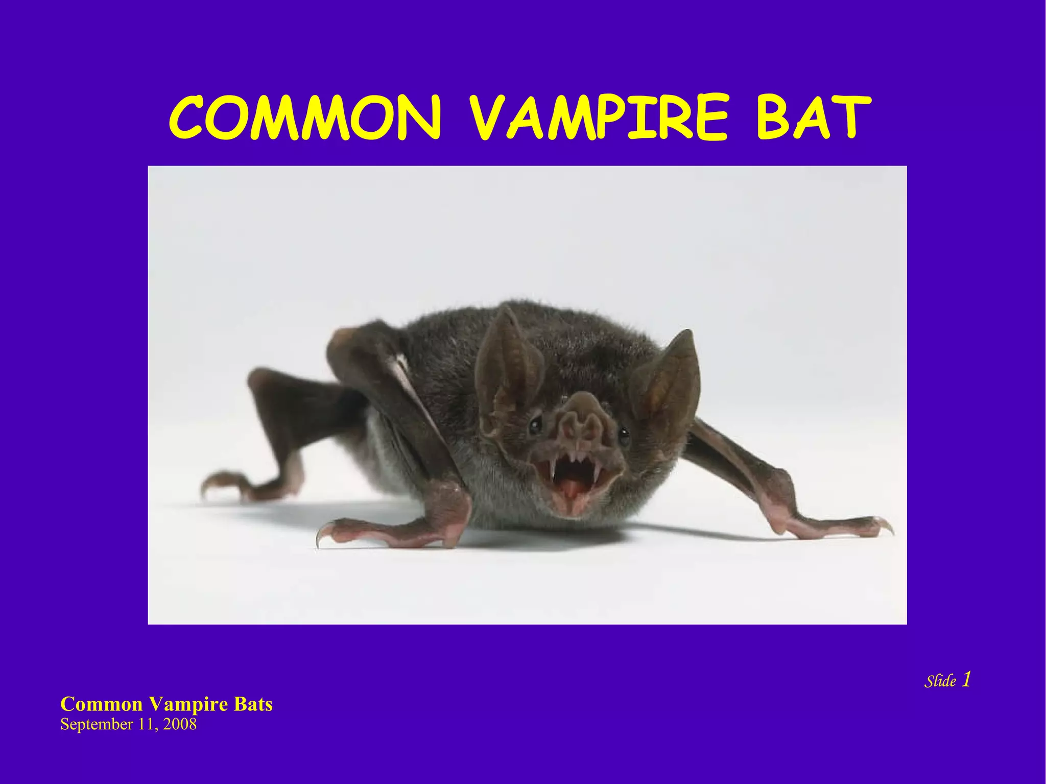 Common Vampire Bats by Thomas | ODP | Reptiles | Pets