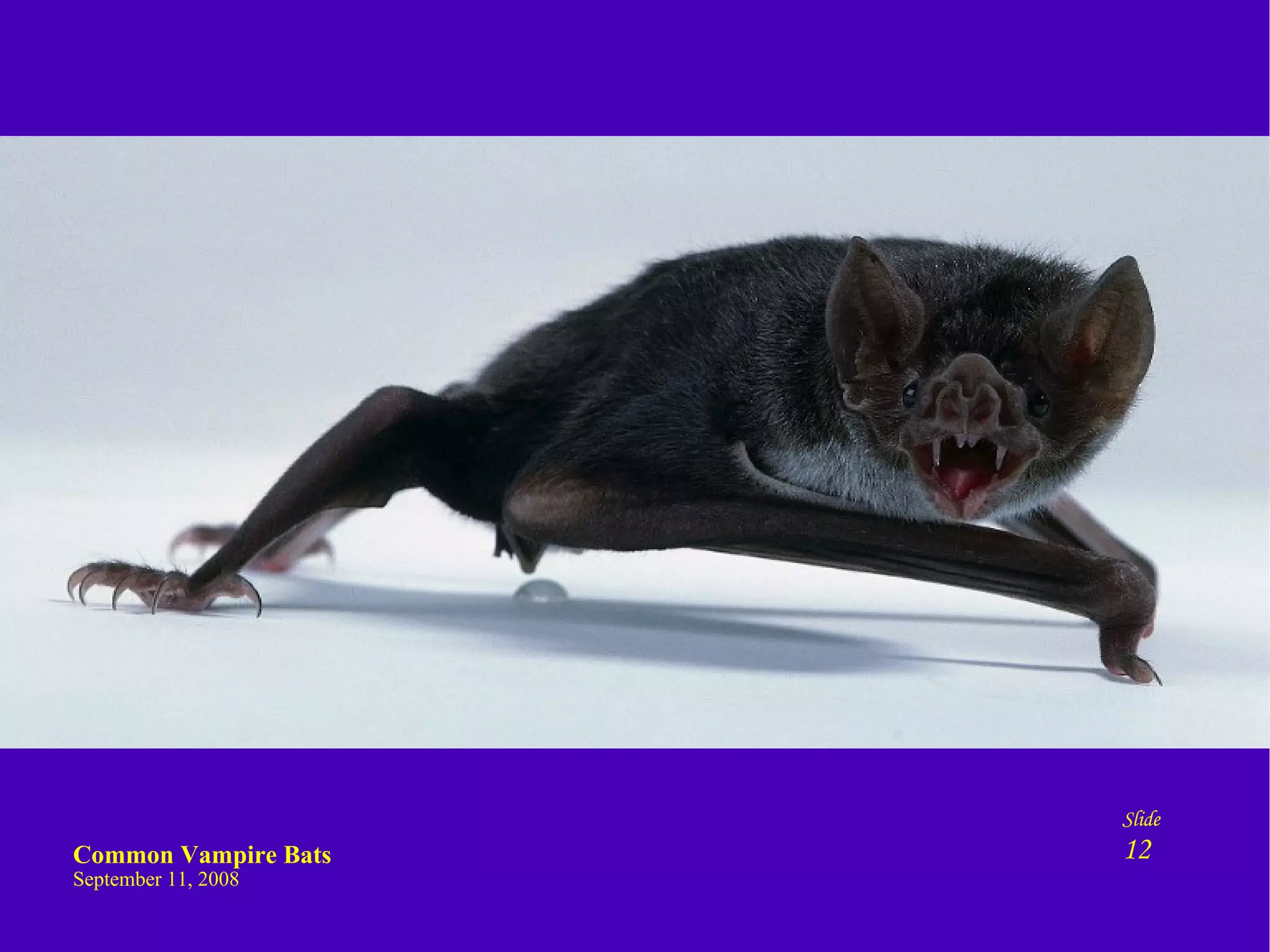 Common Vampire Bats by Thomas | ODP | Reptiles | Pets