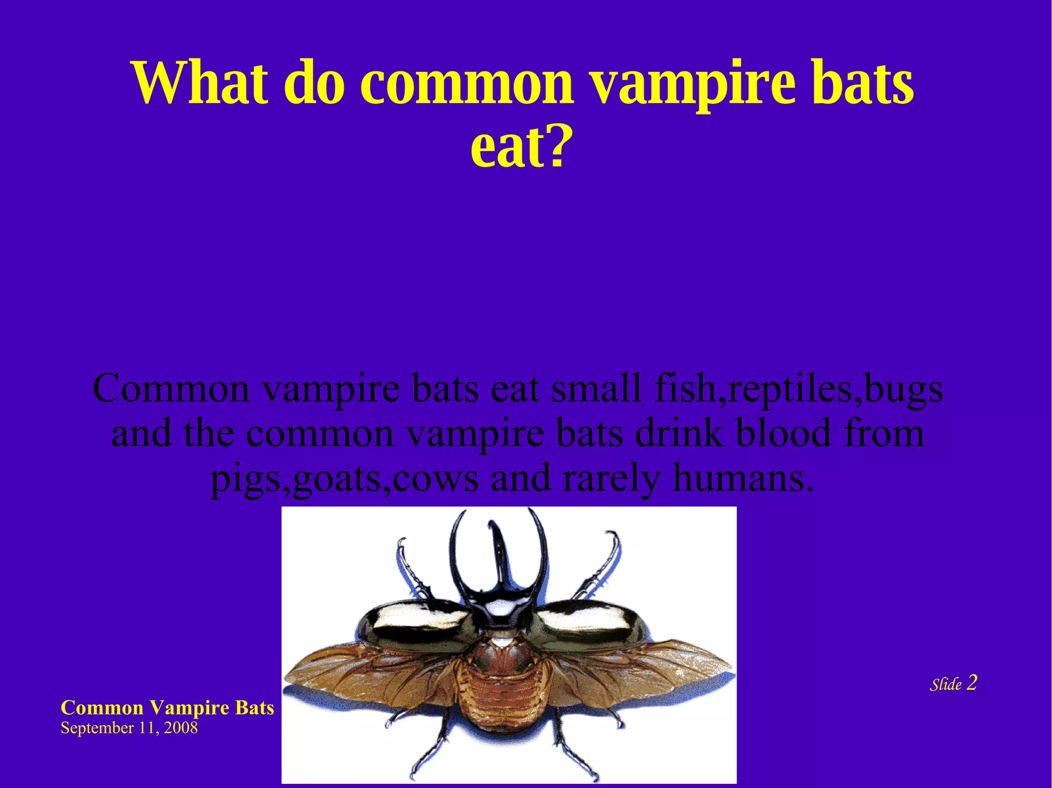 Common Vampire Bats by Thomas | ODP | Reptiles | Pets
