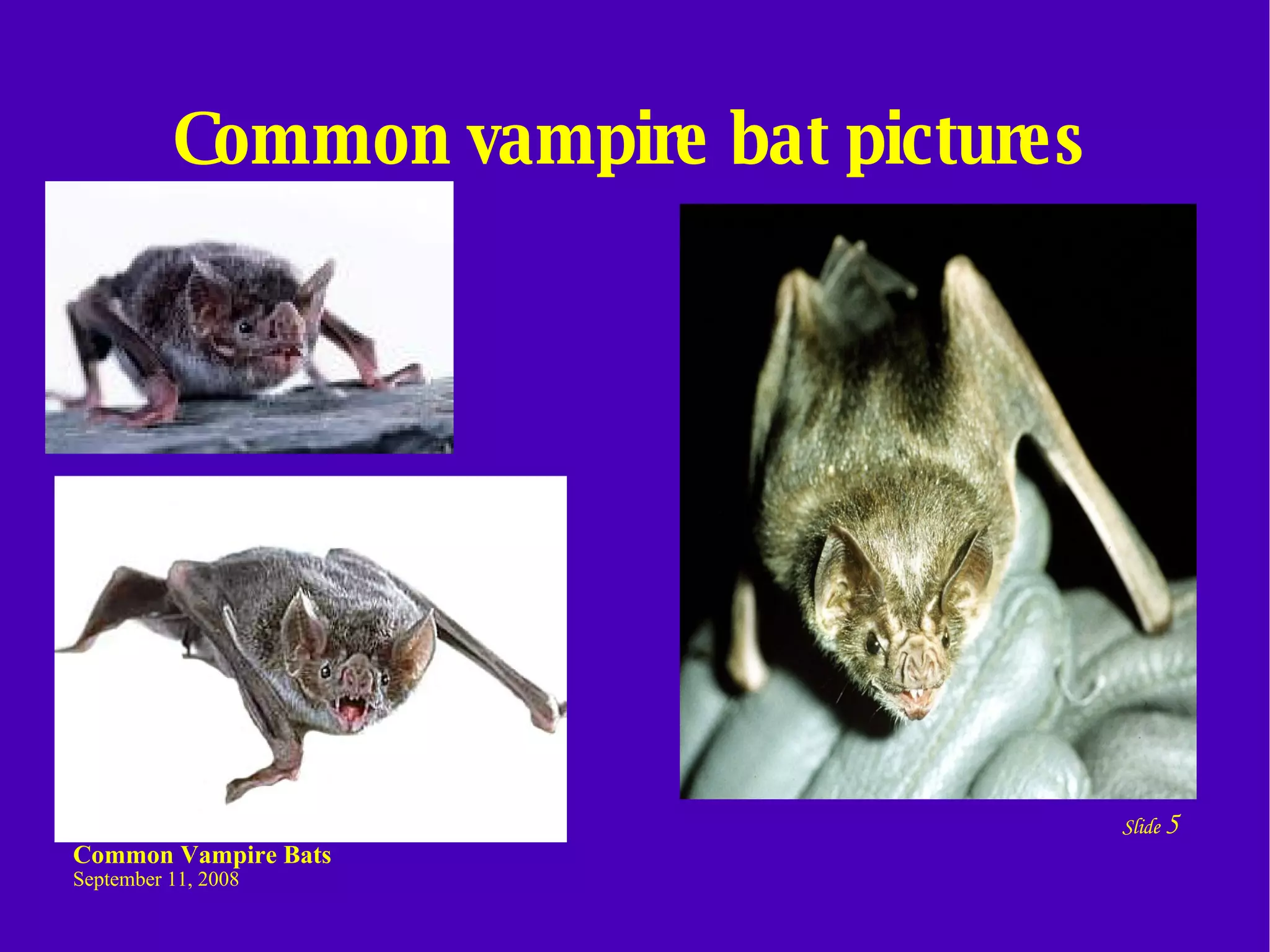 Common Vampire Bats by Thomas | ODP | Reptiles | Pets