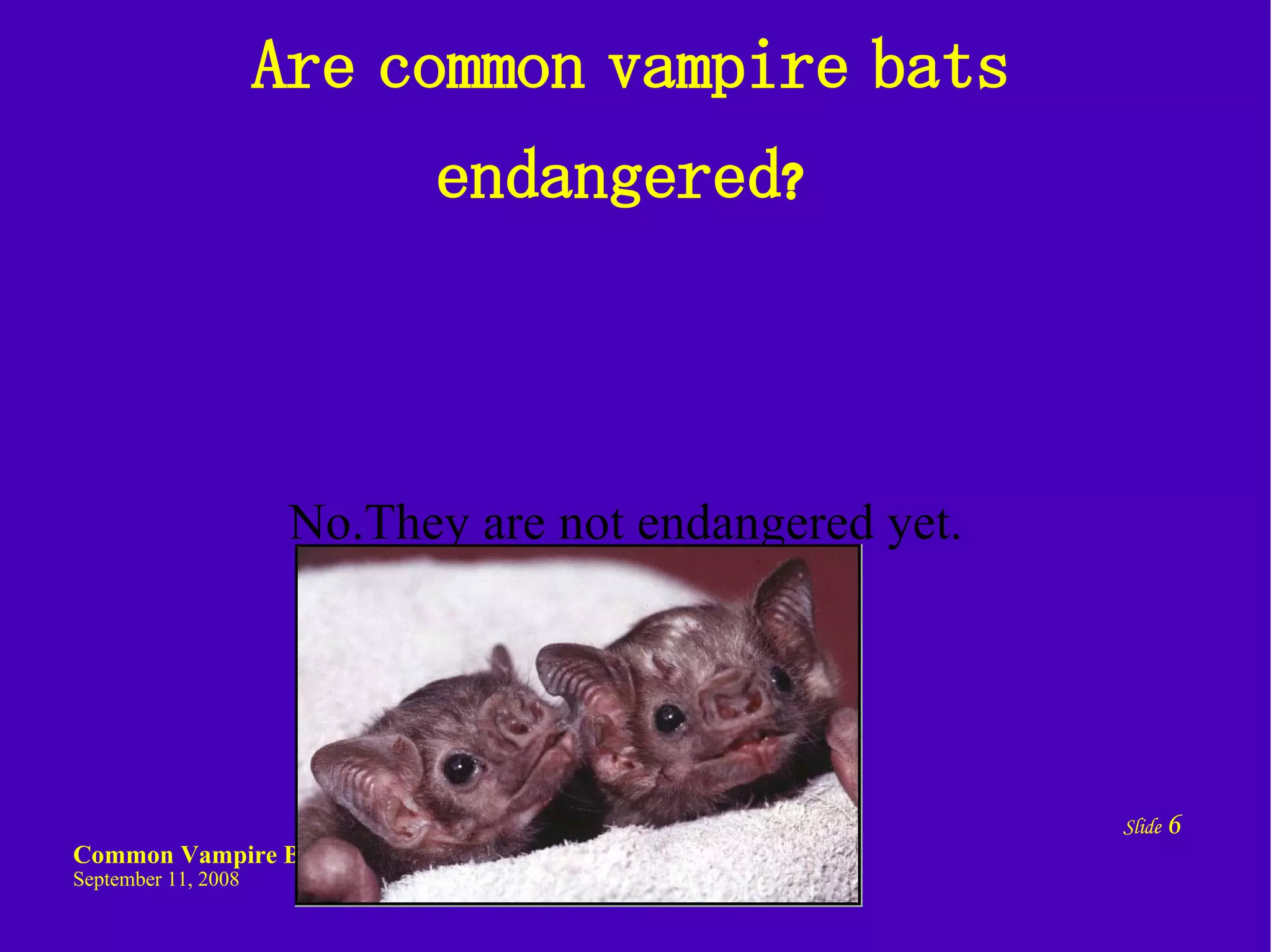 Common Vampire Bats by Thomas | ODP | Reptiles | Pets