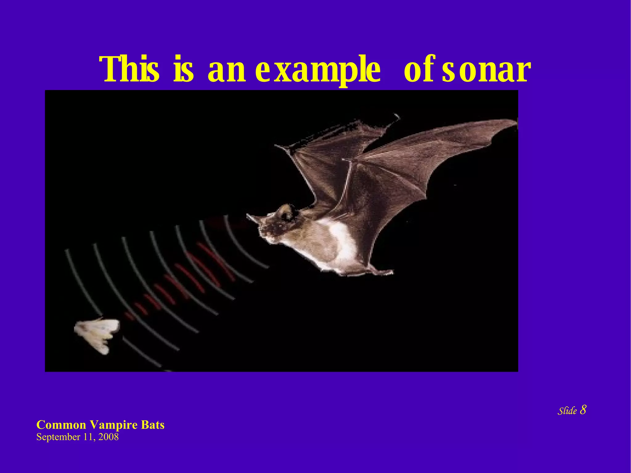 Common Vampire Bats by Thomas | ODP | Reptiles | Pets