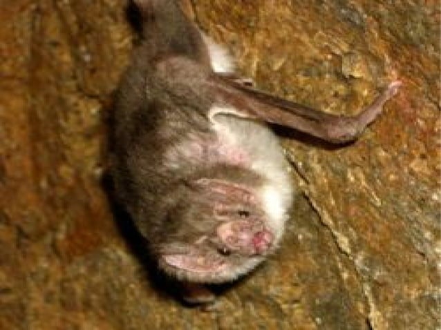 Common Vampire Bats by Thomas | ODP | Reptiles | Pets