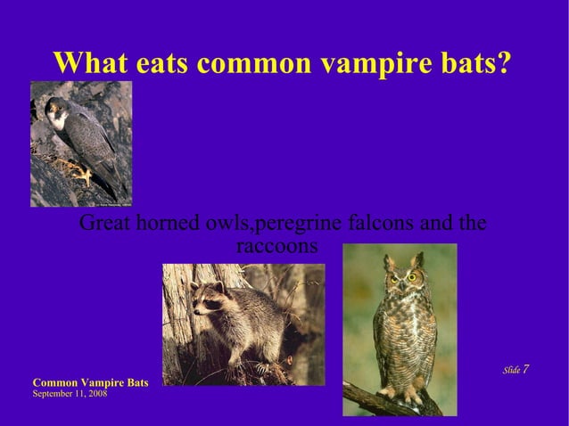 Common Vampire Bats by Thomas | ODP | Reptiles | Pets