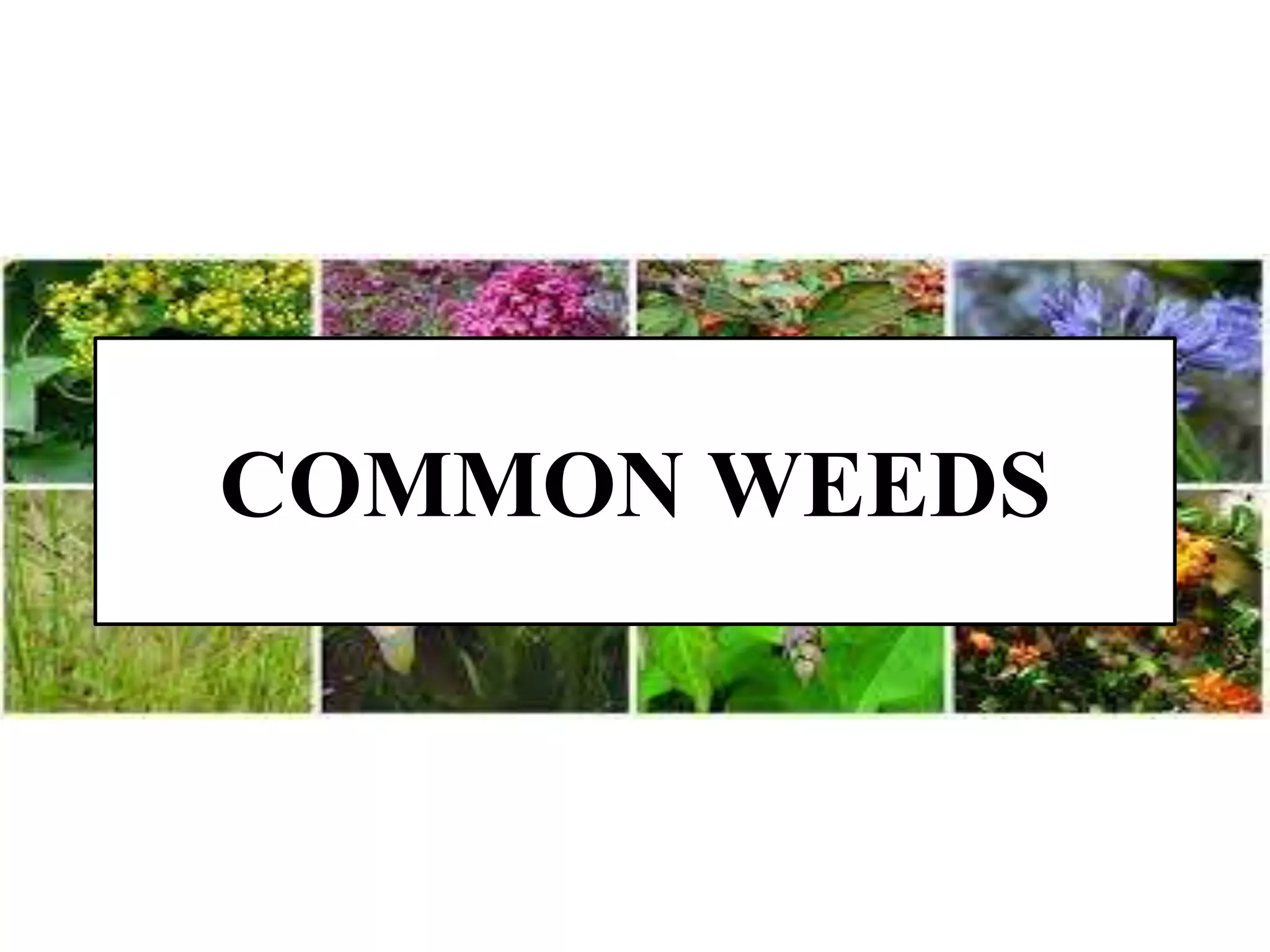 COMMON-WEEDS (2).pptx