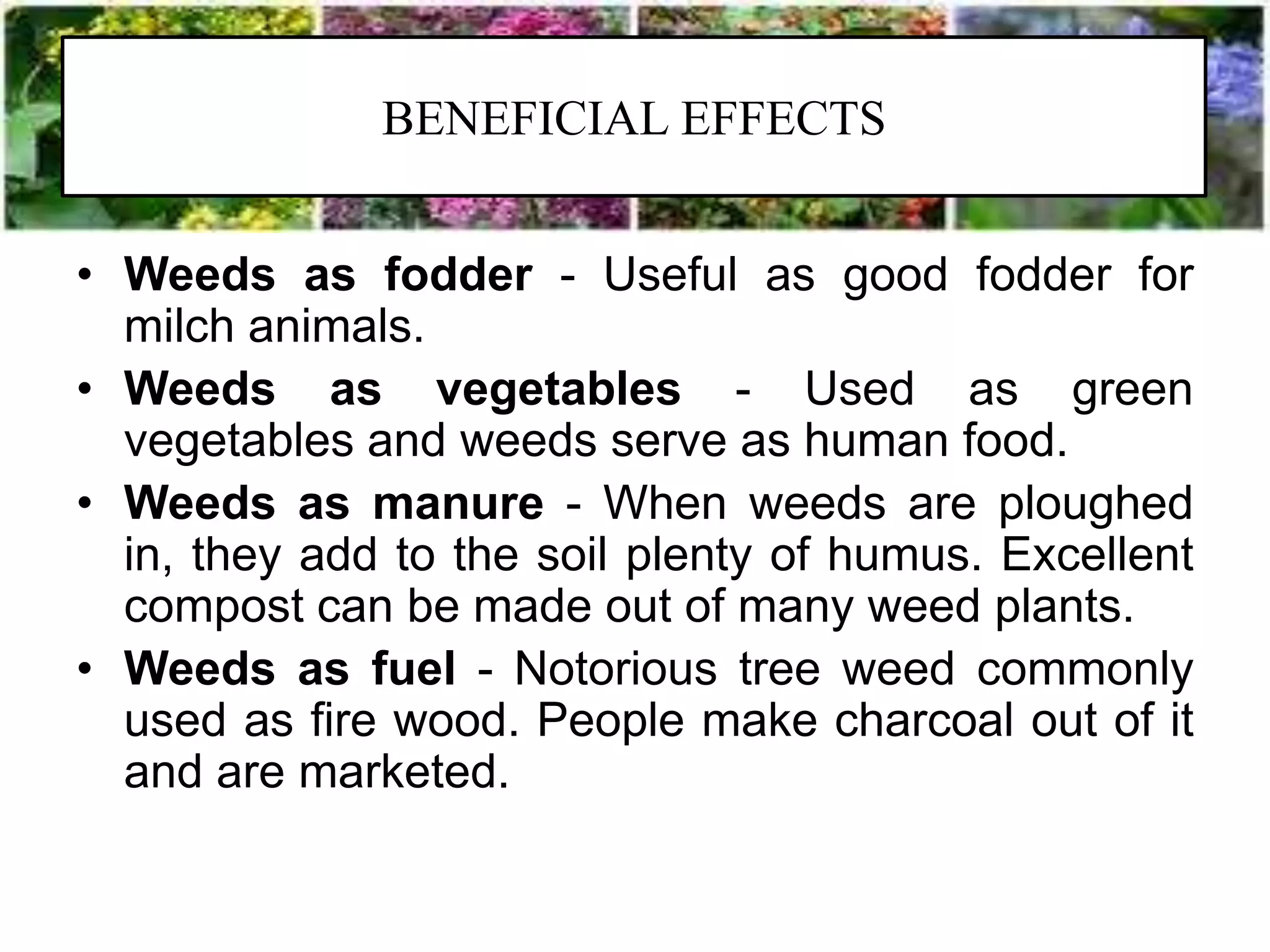 COMMON-WEEDS (2).pptx
