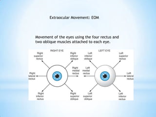 Common abbreviations for eyes and ears | PPTX