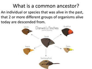 Common ancestors | PPTX