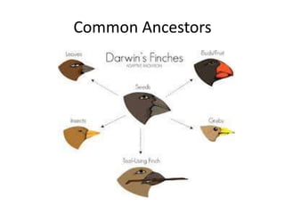Examples Of Common Descent