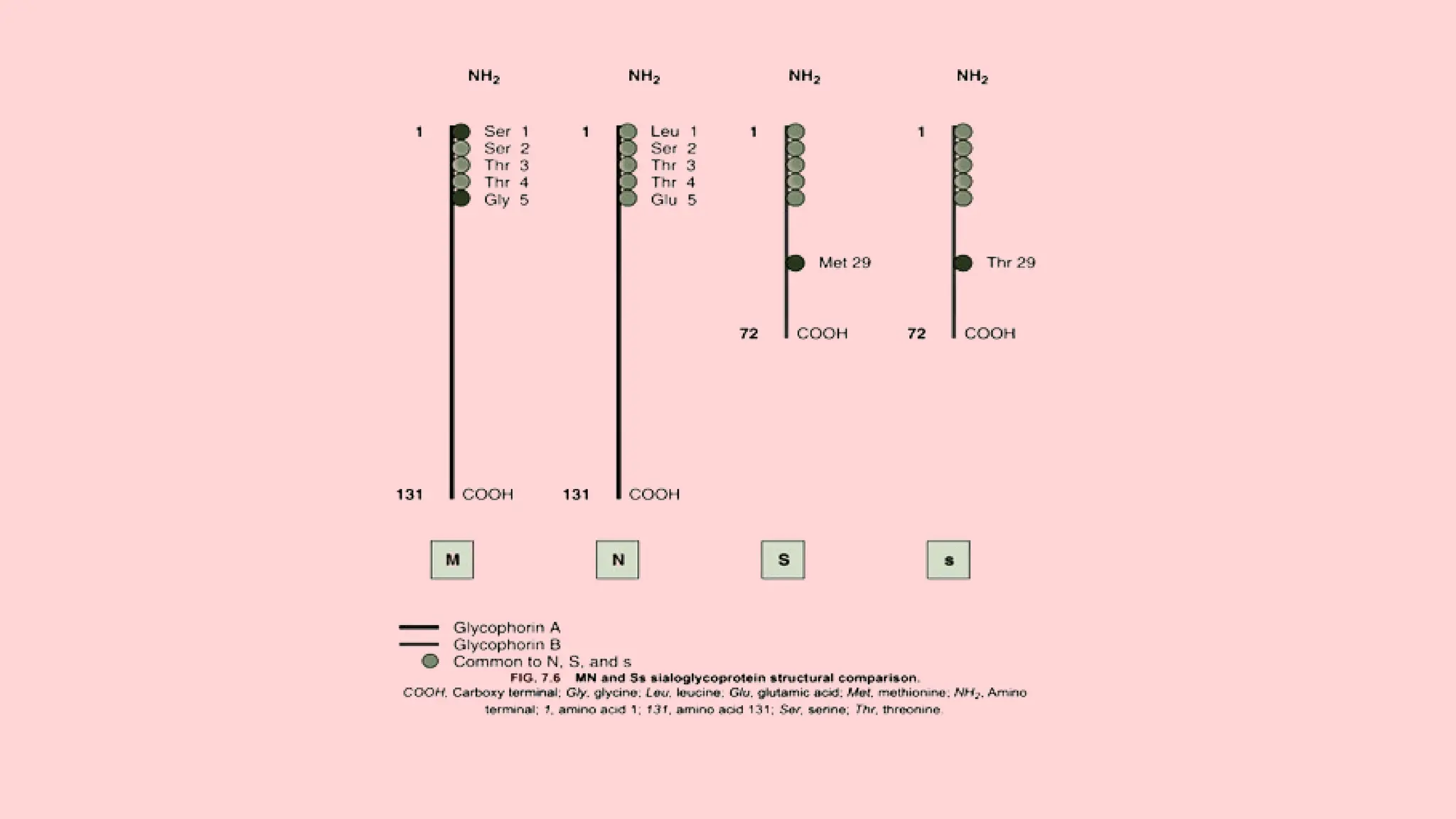 COMMON AND UNCOMMON BLOOD GROUP SYSTEMS.pptx