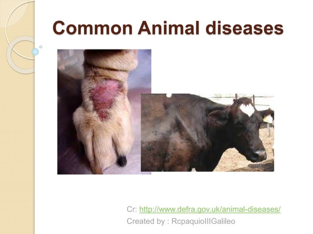 Common animal diseases | PPTX | Infectious Diseases | Diseases and ...