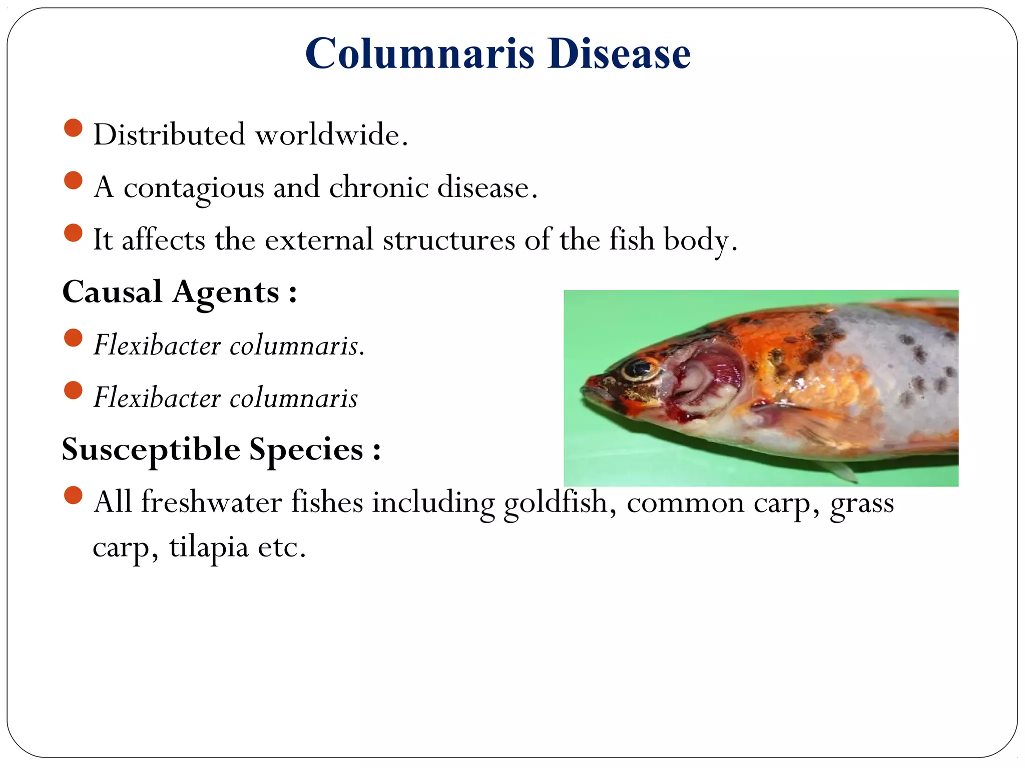 Common bacterial disease of fish and shrimp in bangladesh | PPT