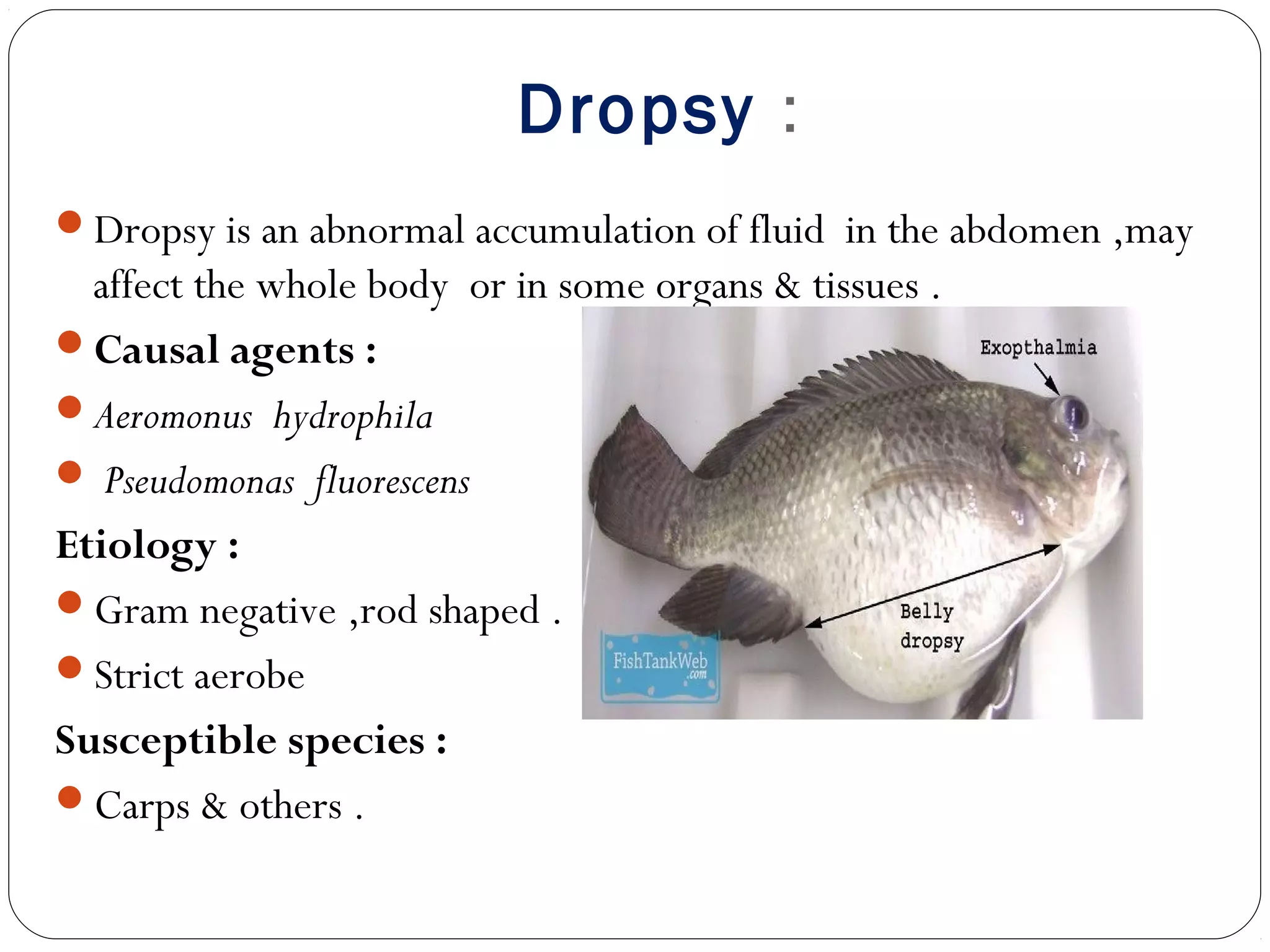 Common bacterial disease of fish and shrimp in bangladesh | PPT