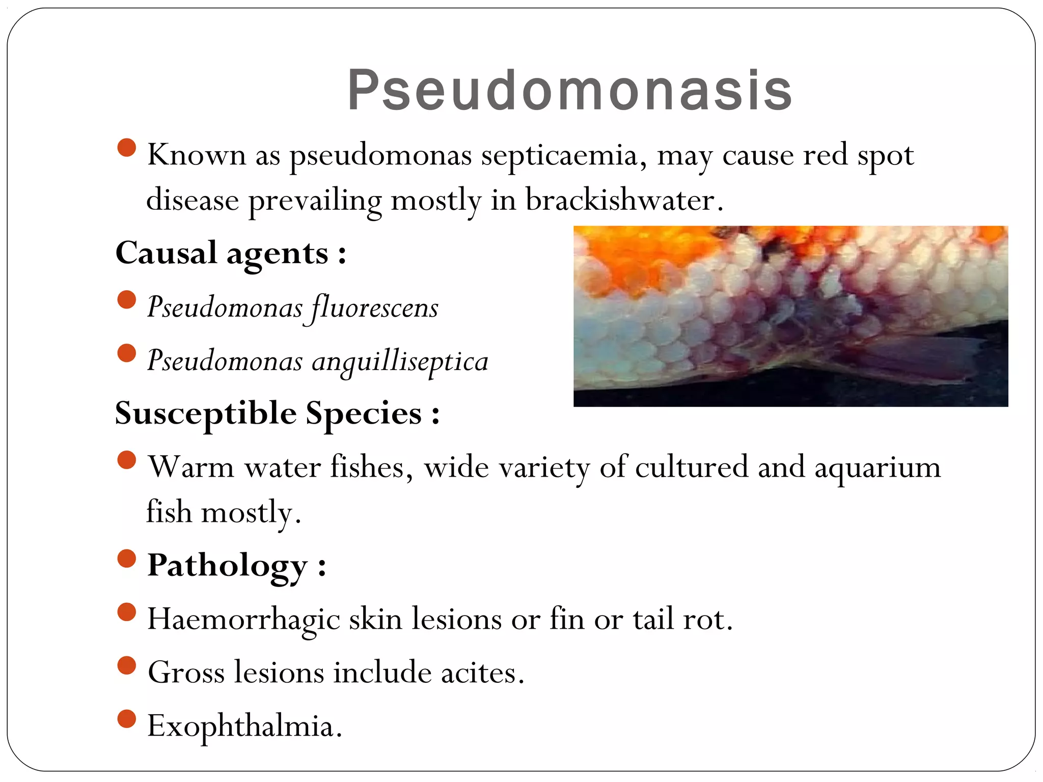 Common bacterial disease of fish and shrimp in bangladesh | PPT