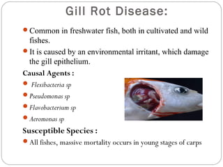 Common bacterial disease of fish and shrimp in bangladesh | PPT