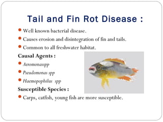 Common bacterial disease of fish and shrimp in bangladesh | PPT