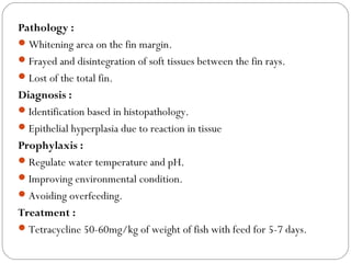 Common bacterial disease of fish and shrimp in bangladesh | PPT