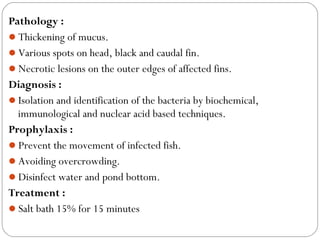 Common bacterial disease of fish and shrimp in bangladesh | PPT
