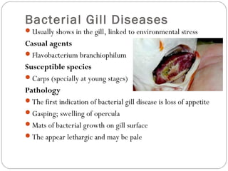 Common bacterial disease of fish and shrimp in bangladesh | PPT