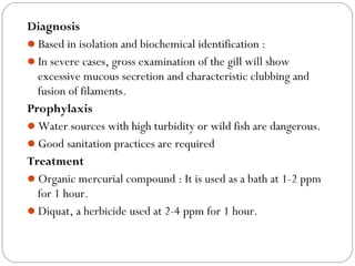 Common bacterial disease of fish and shrimp in bangladesh | PPT