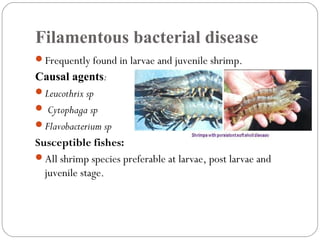 Common bacterial disease of fish and shrimp in bangladesh | PPT