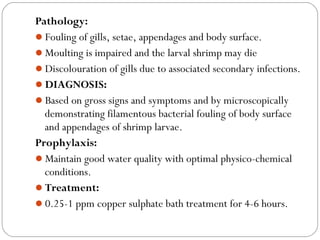 Common bacterial disease of fish and shrimp in bangladesh | PPT