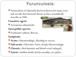 Furunculosis Fish