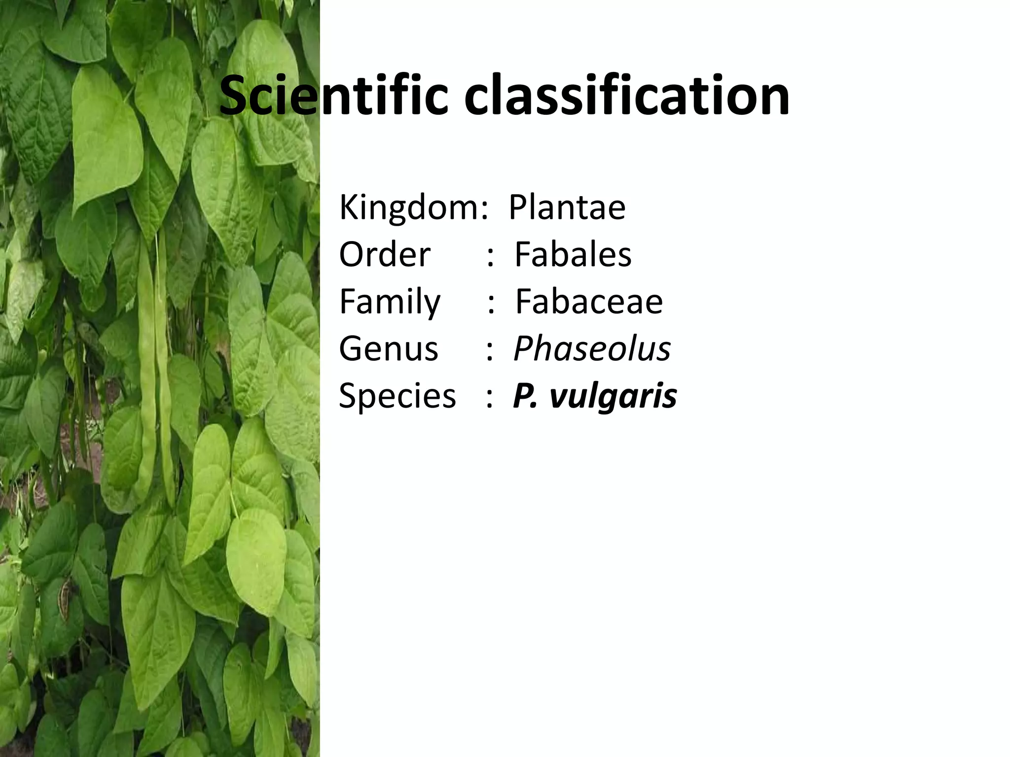 Common bean (Phaseolus vulgaris L.) | PPTX