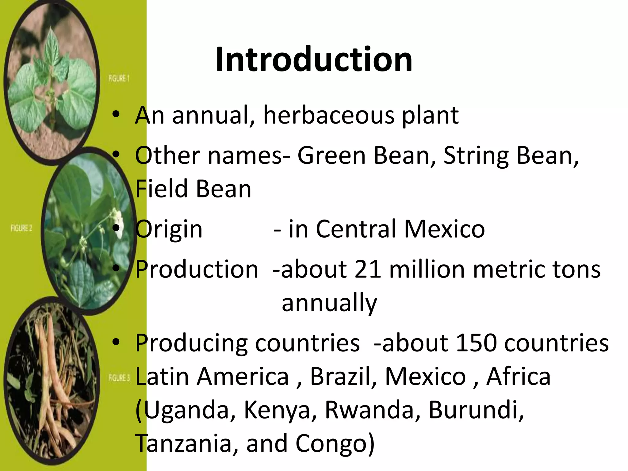 Common bean (Phaseolus vulgaris L.) | PPTX