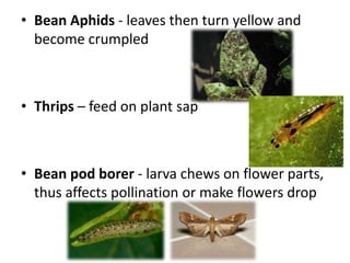 Common bean (Phaseolus vulgaris L.) | PPTX