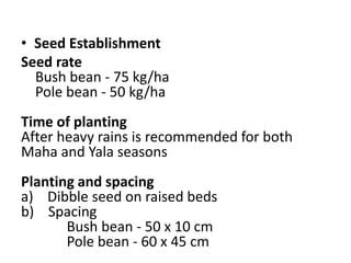 Common bean (Phaseolus vulgaris L.) | PPTX