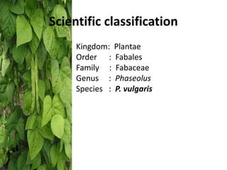 Common bean (Phaseolus vulgaris L.) | PPTX