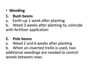 Common bean (Phaseolus vulgaris L.) | PPTX