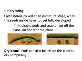 Common bean (Phaseolus vulgaris L.) | PPTX