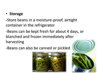 Common bean (Phaseolus vulgaris L.) | PPTX