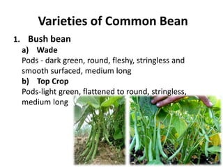 Common bean (Phaseolus vulgaris L.) | PPTX