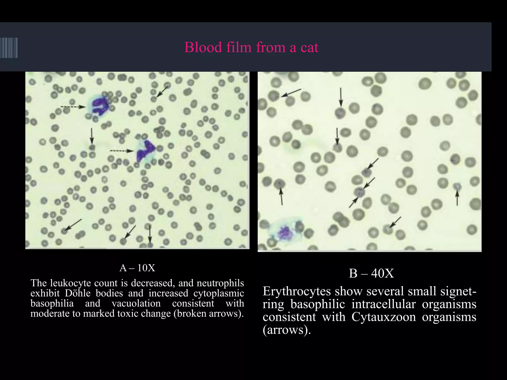 Common blood parasites in dogs | PPSX