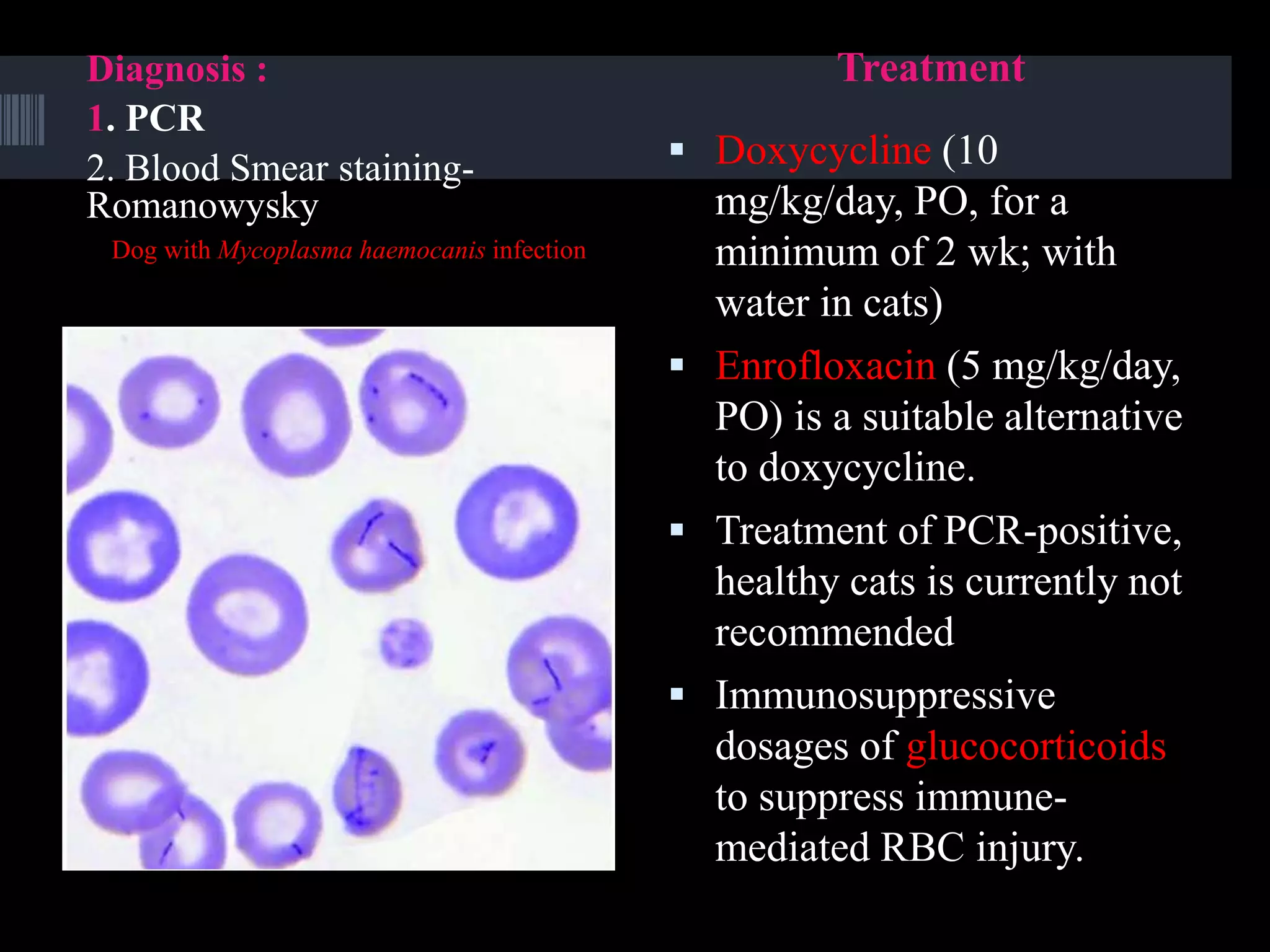 Common blood parasites in dogs | PPSX