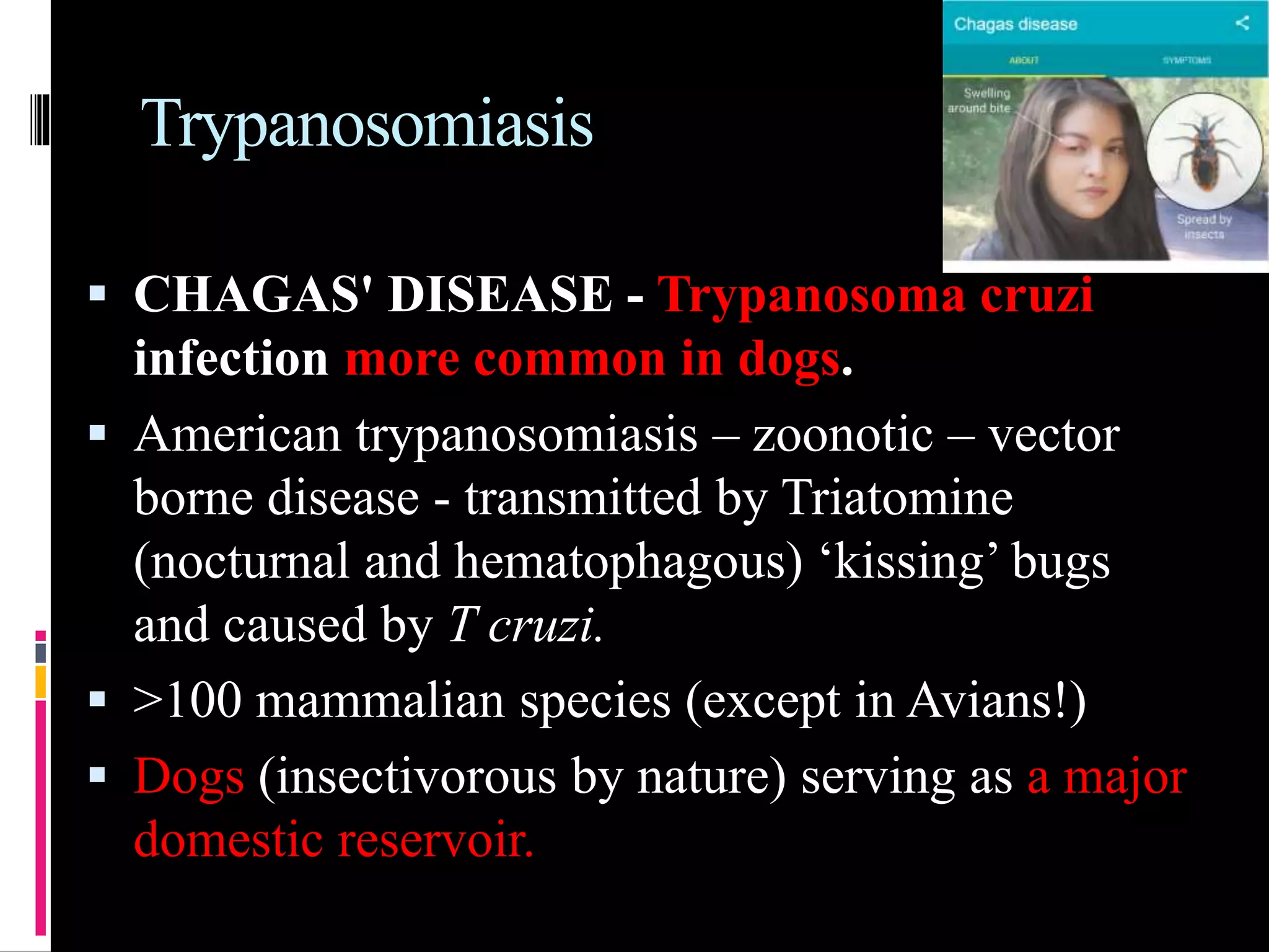 Common blood parasites in dogs | PPSX