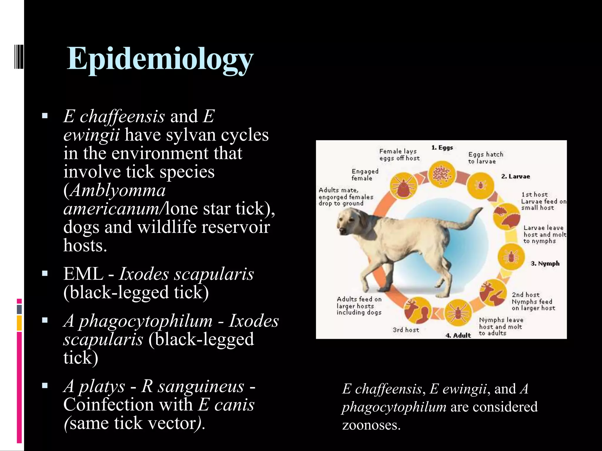 Common blood parasites in dogs | PPSX